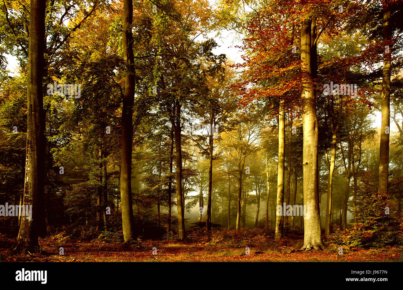 tree, wood, season, woodland, forest, nature, fall, autumn, tree, wood ...