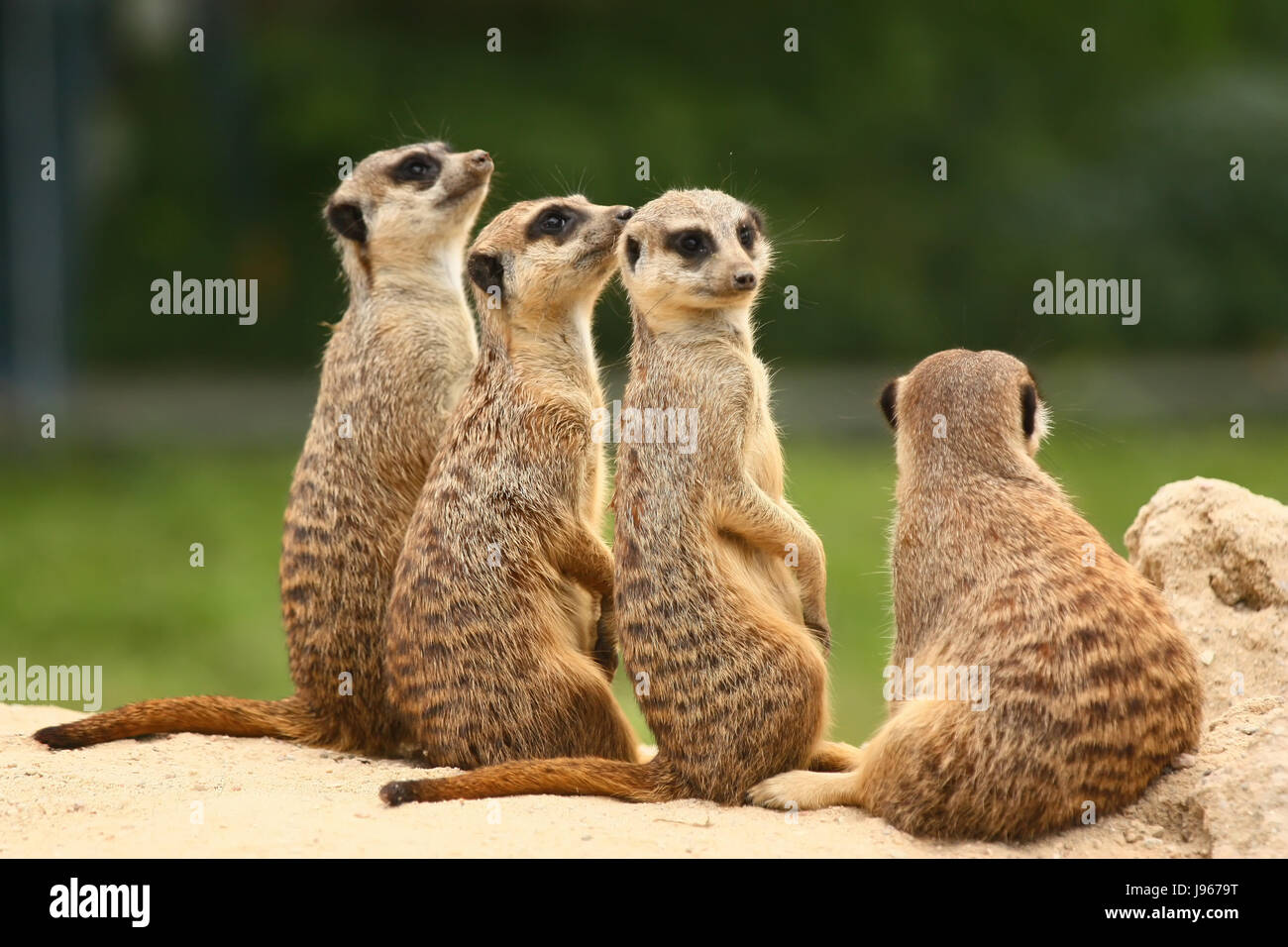 animal, delighted, unambitious, enthusiastic, merry, radiant with joy ...