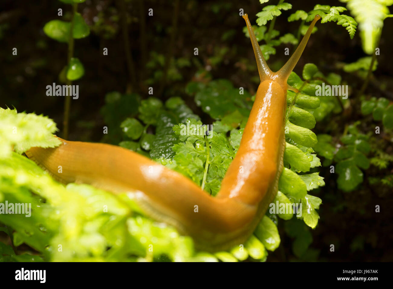 Banana slug along South Fork Trail, Prairie Creek Redwoods State Park ...