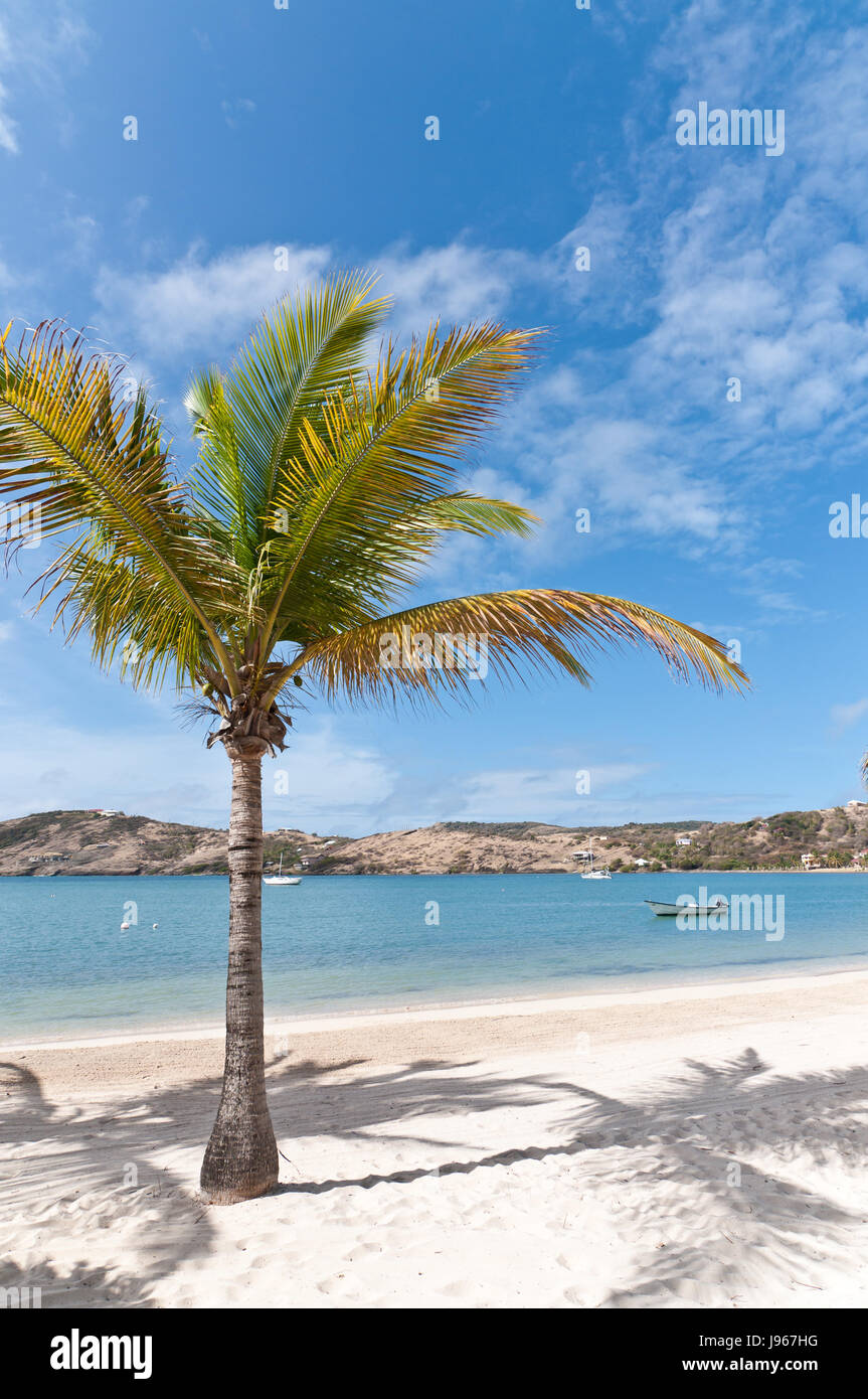 travel, beach, seaside, the beach, seashore, palm tree, caribbean, salt ...