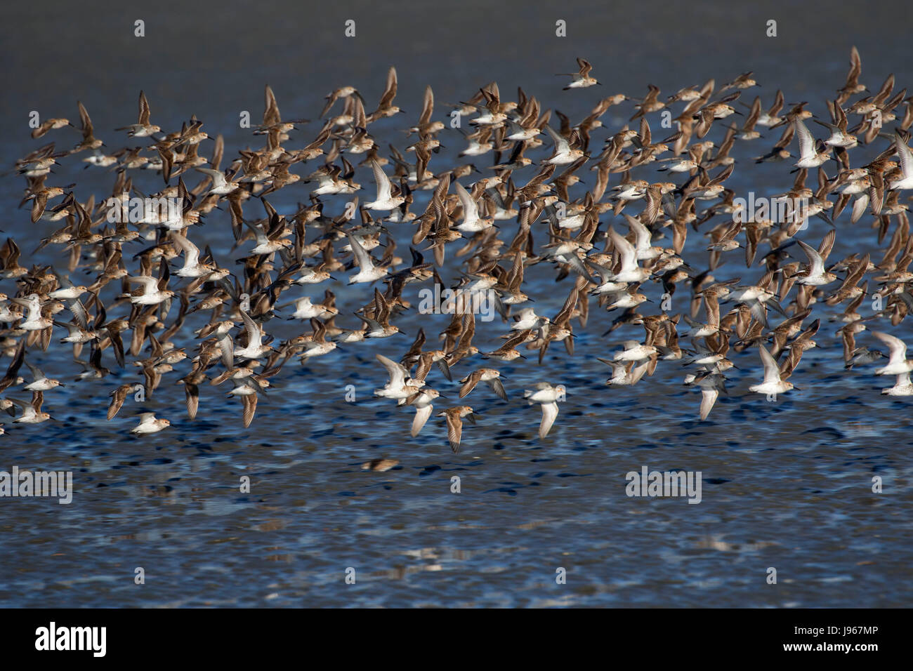 Shorebird flock, Beach Front Park, Crescent City, California Stock ...