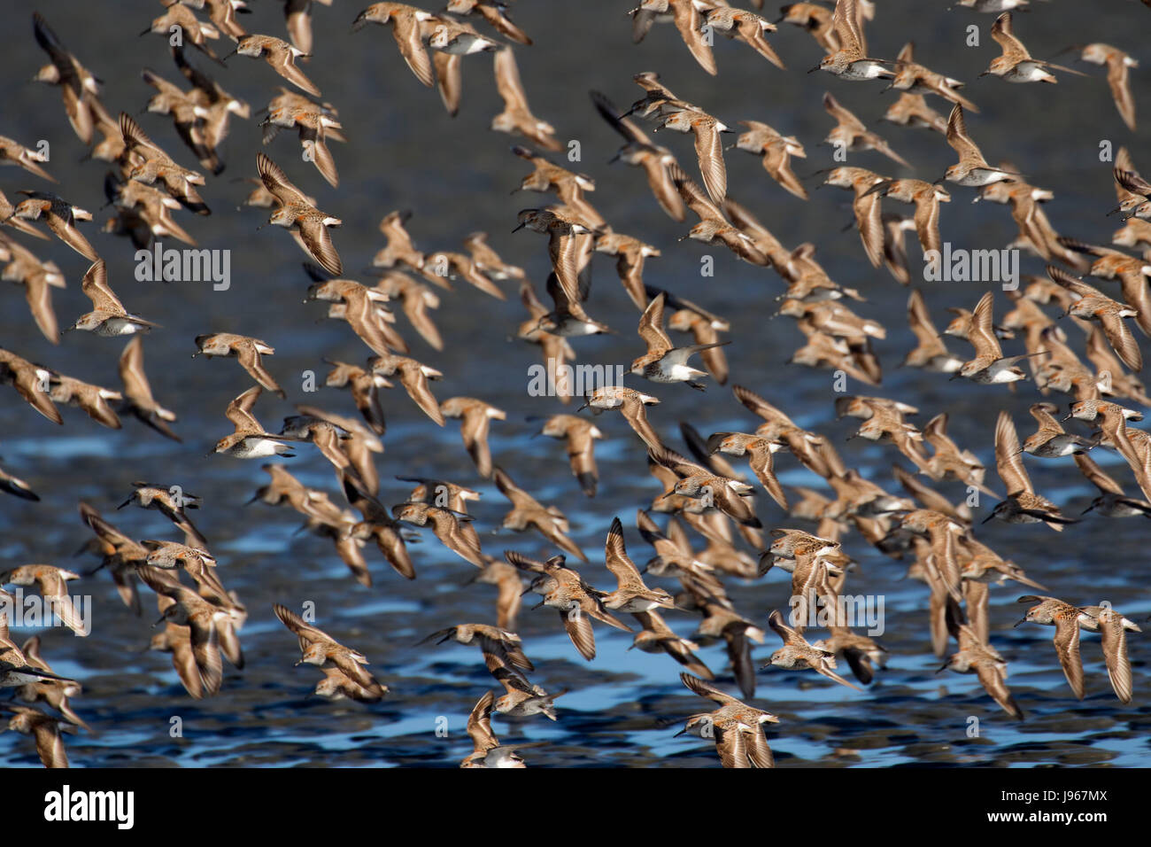 Birds flock california hi-res stock photography and images - Alamy