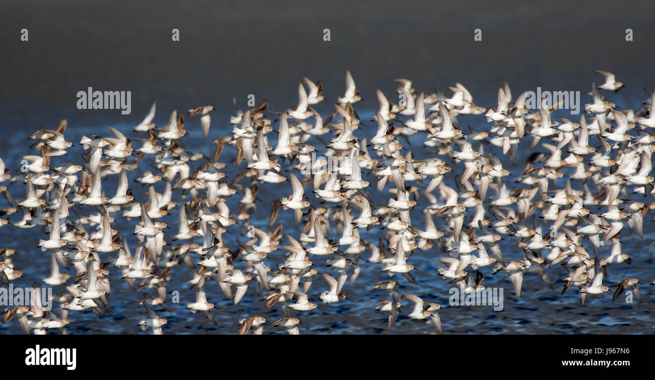 Shorebird flock, Beach Front Park, Crescent City, California Stock ...