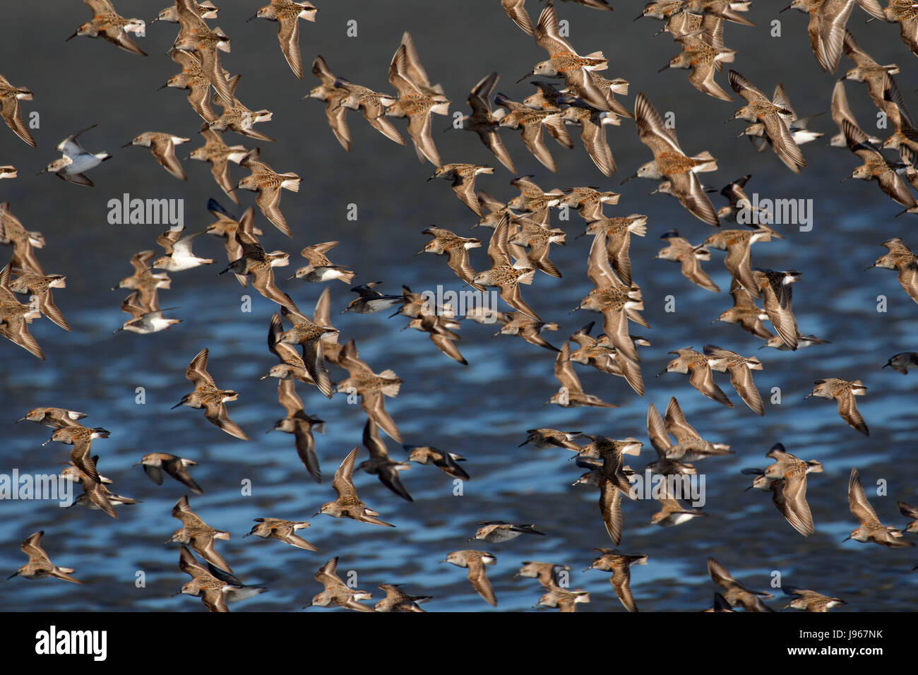 Shorebird flock beach front hi-res stock photography and images - Alamy