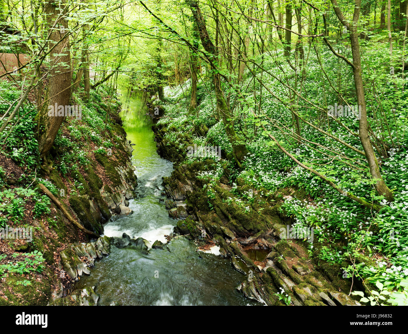Eller Beck in Skipton Castle Woods in Spring Skipton North Yorkshire ...