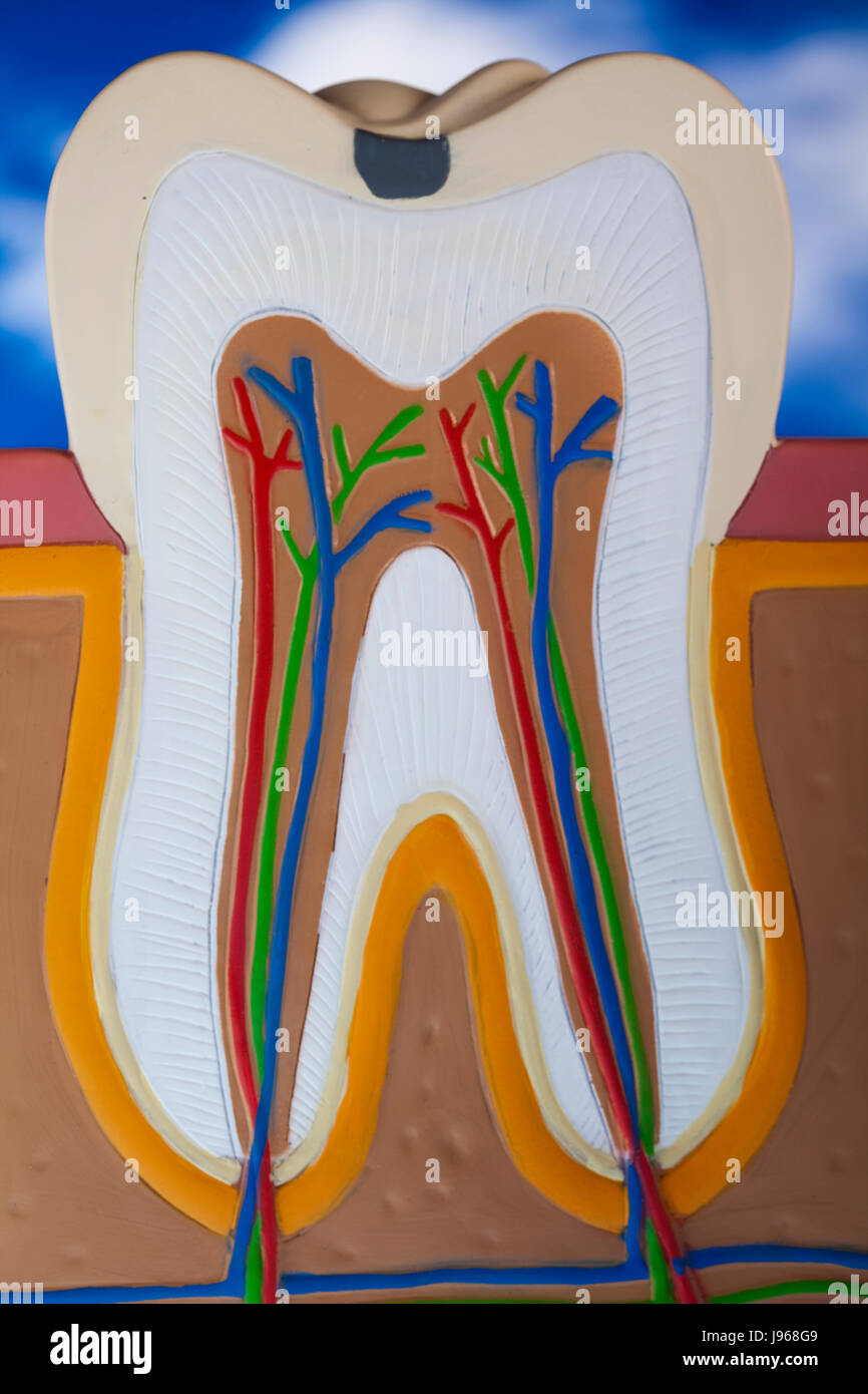 health, teeth, dentist, human, human being, tooth, dental, jagged ...