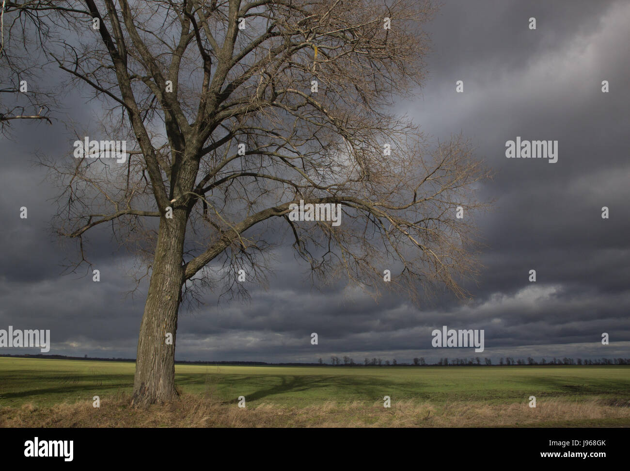 great landscape with lonely bold tree without foliage at the green ...