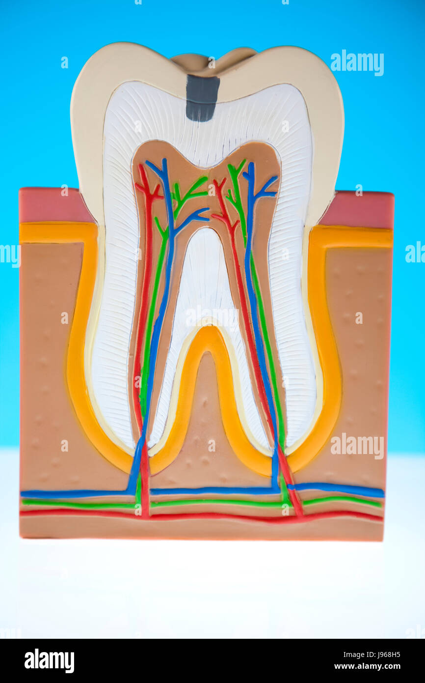health, teeth, dentist, human, human being, tooth, dental, jagged ...