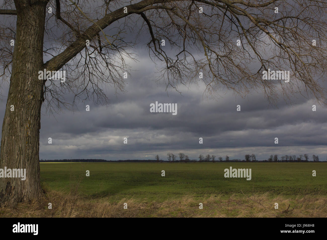 great landscape with lonely bold tree without foliage at the green ...