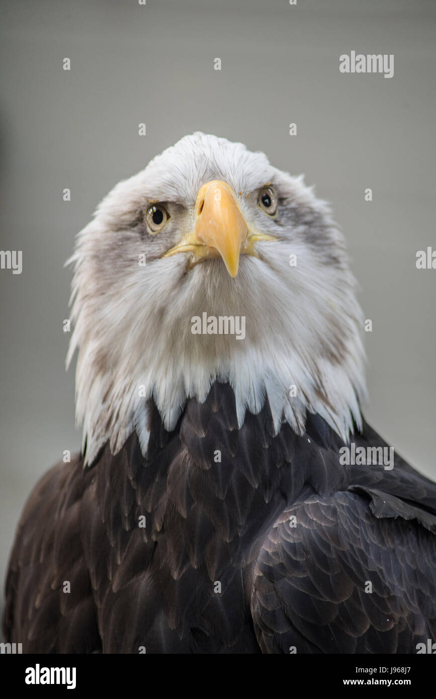 Bald eagle head hi-res stock photography and images - Alamy