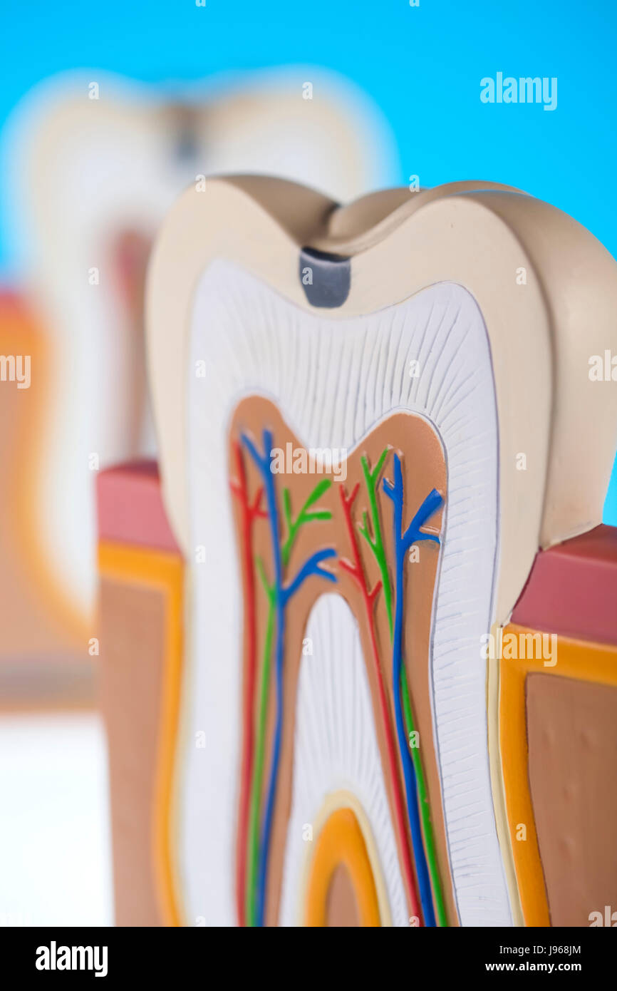 health, teeth, dentist, human, human being, tooth, dental, jagged ...