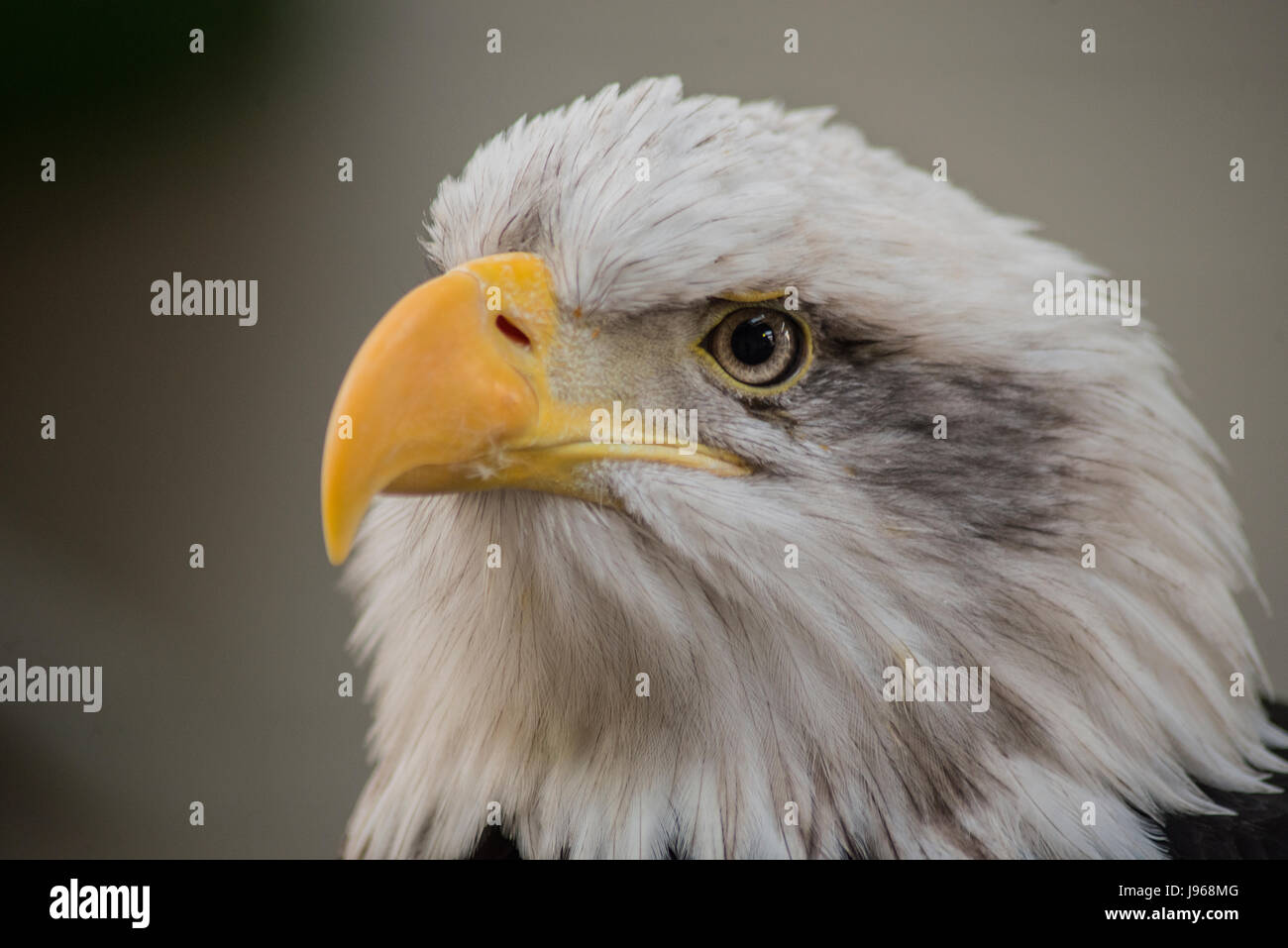Bald eagle head shot hi-res stock photography and images - Alamy
