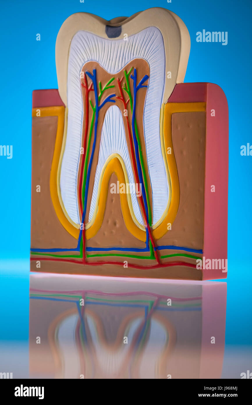 health, teeth, dentist, human, human being, tooth, dental, jagged ...