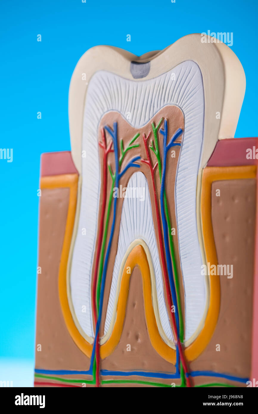 health, teeth, dentist, human, human being, tooth, dental, jagged ...
