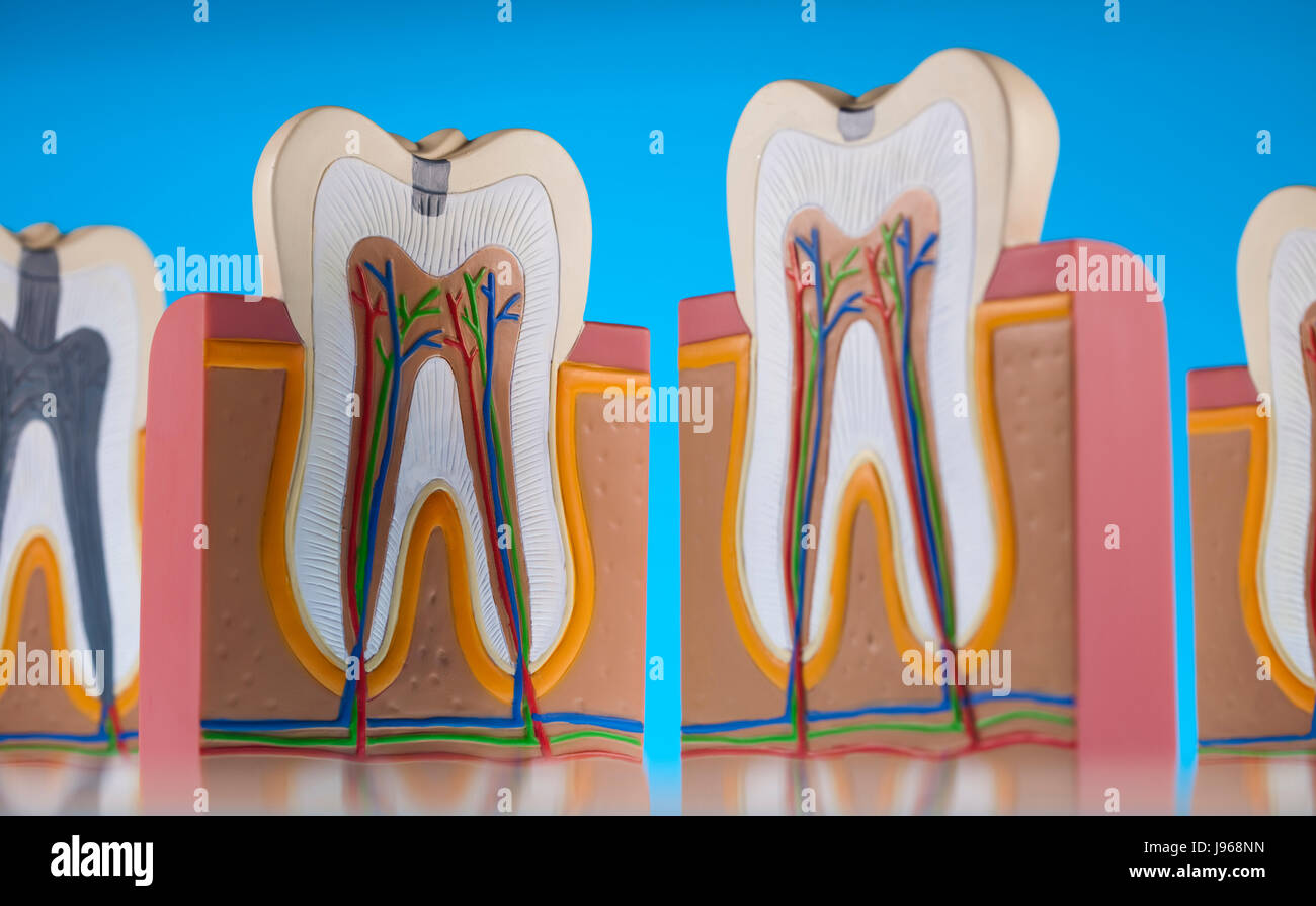 health, teeth, dentist, human, human being, tooth, dental, jagged ...