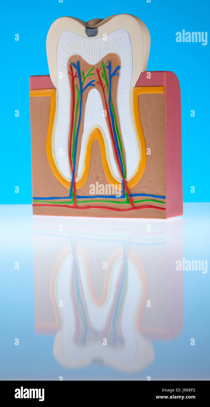 health, teeth, dentist, human, human being, tooth, dental, jagged ...