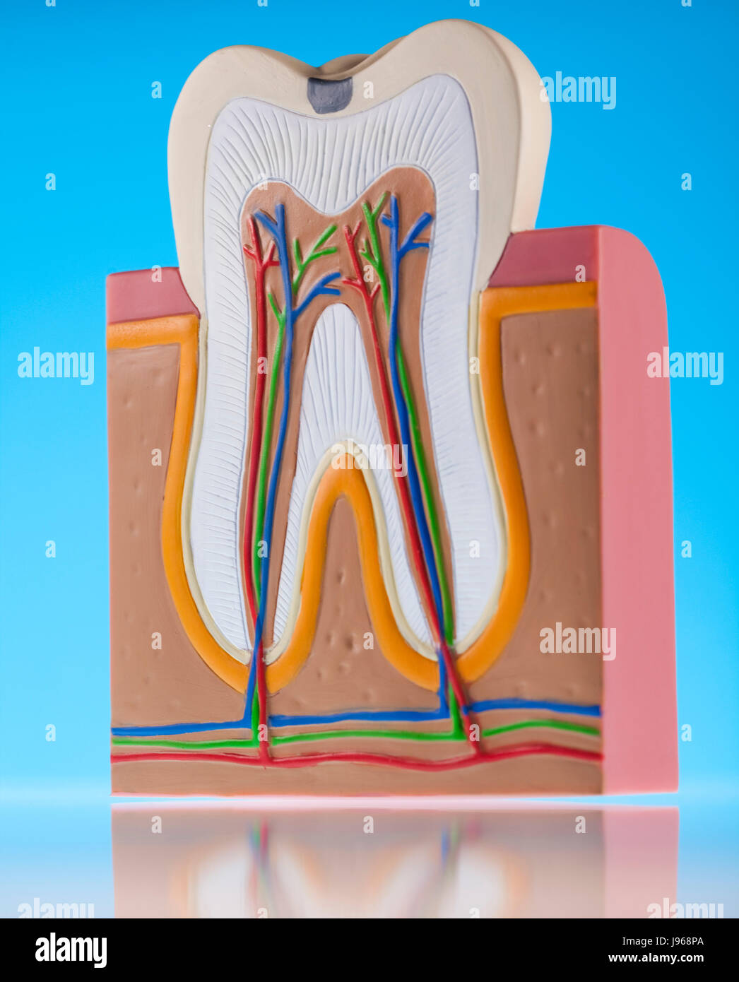 health, teeth, dentist, human, human being, tooth, dental, jagged ...