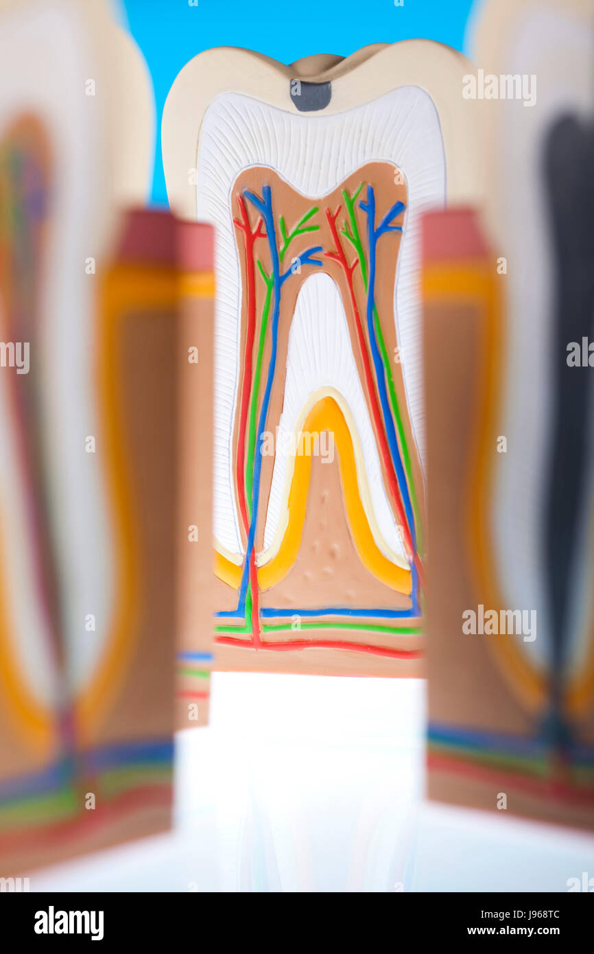 health, teeth, dentist, human, human being, tooth, dental, jagged ...