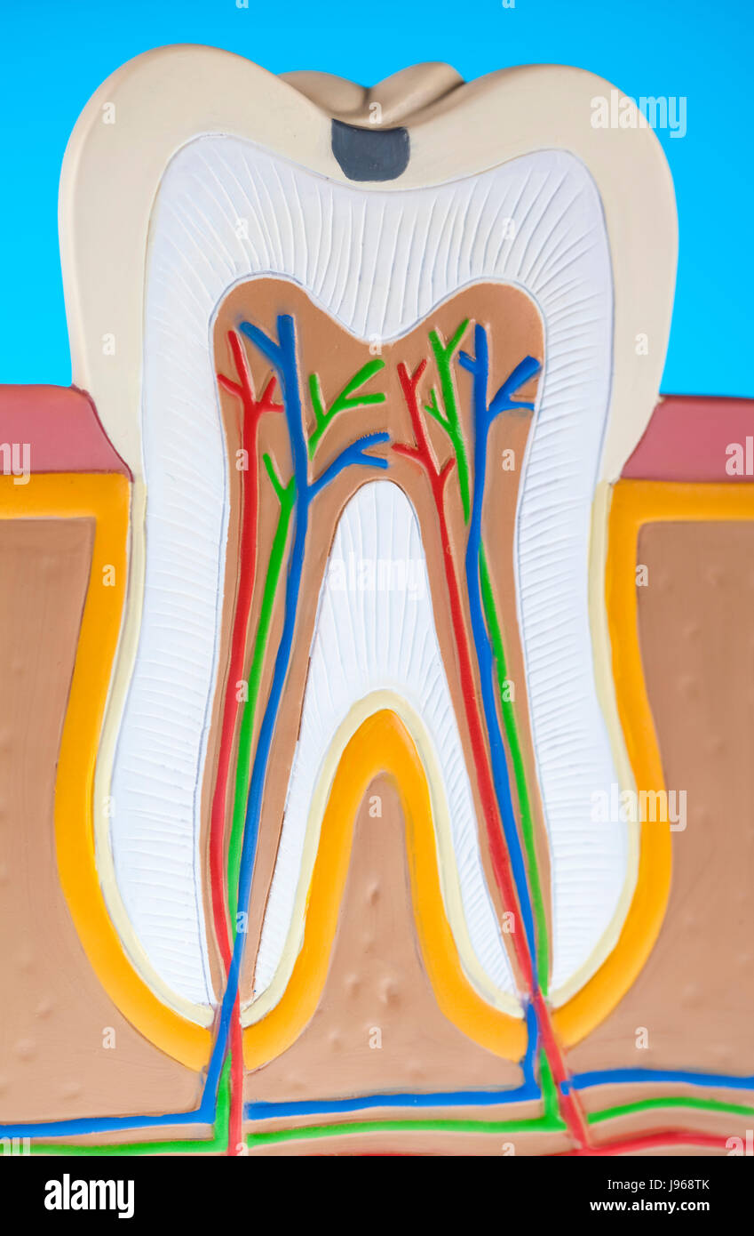 health, teeth, dentist, human, human being, tooth, dental, jagged ...