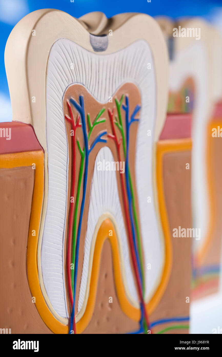 health, teeth, dentist, human, human being, tooth, dental, jagged ...