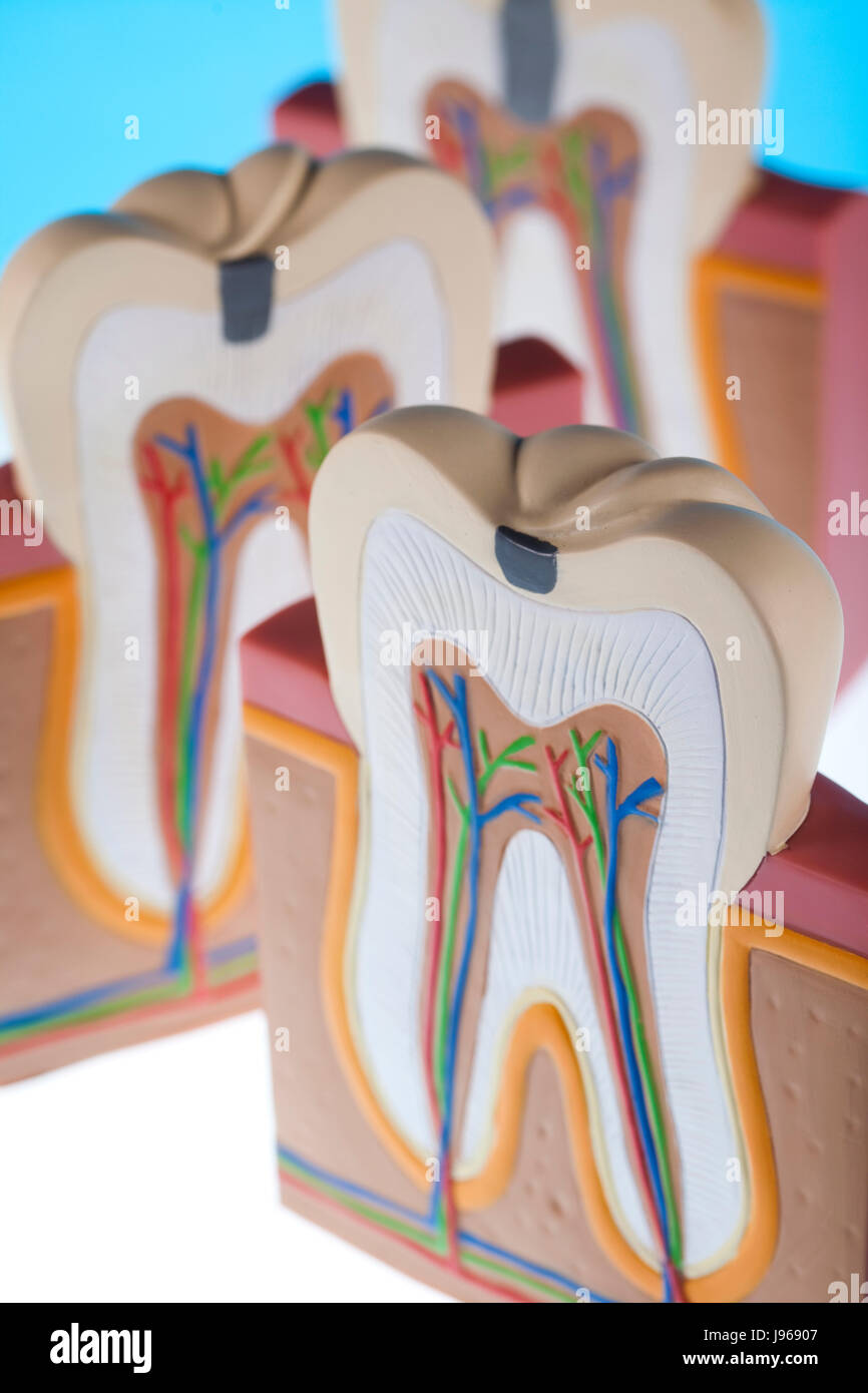 health, teeth, dentist, human, human being, tooth, dental, jagged ...