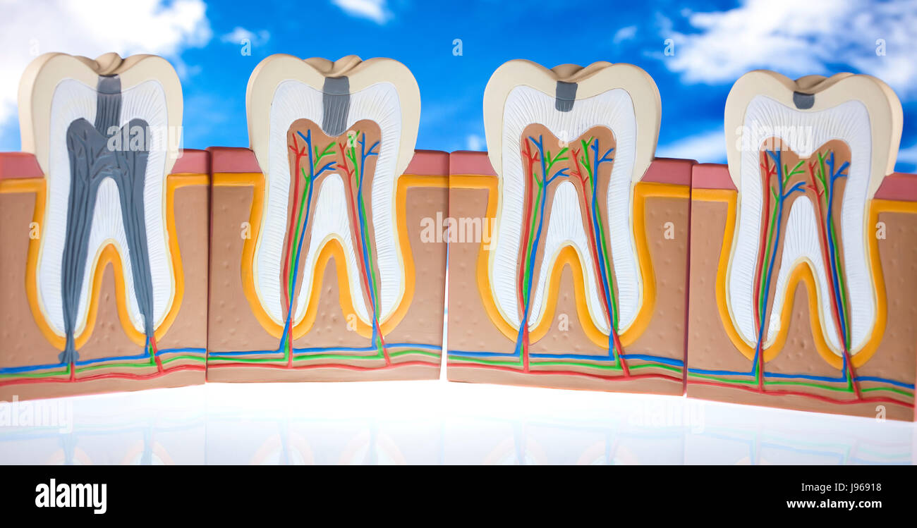 health, teeth, dentist, human, human being, tooth, dental, jagged ...