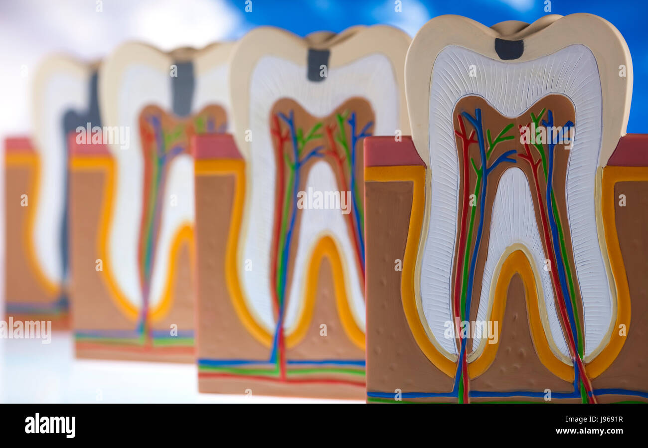 health, teeth, dentist, human, human being, tooth, dental, jagged ...