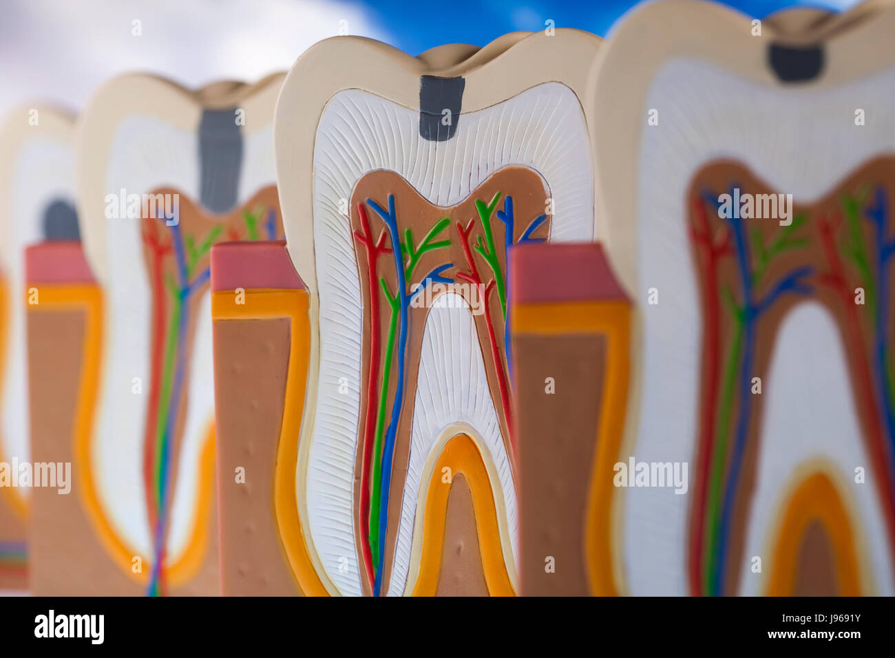 health, teeth, dentist, human, human being, tooth, dental, jagged ...