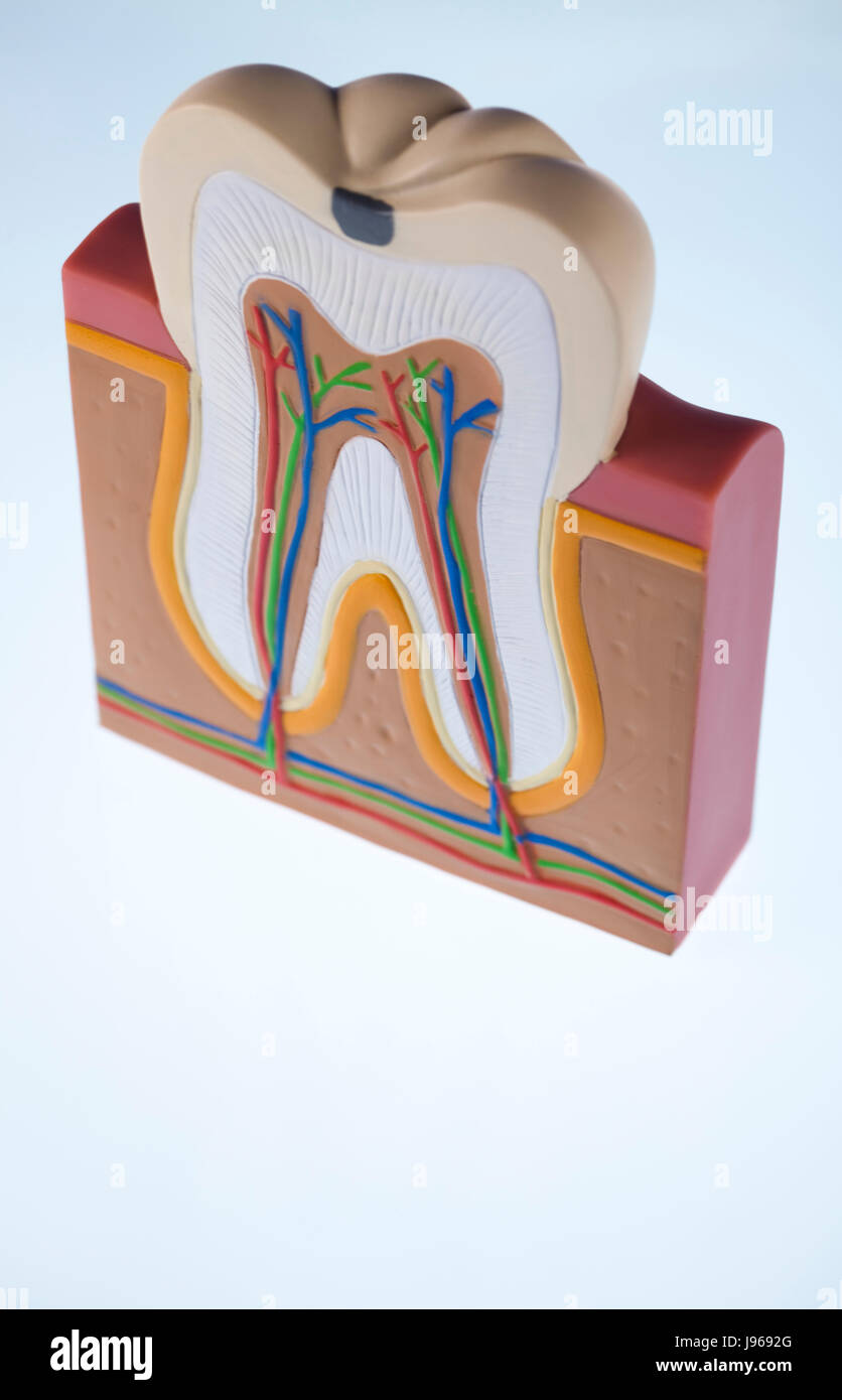 health, teeth, dentist, human, human being, tooth, dental, jagged ...