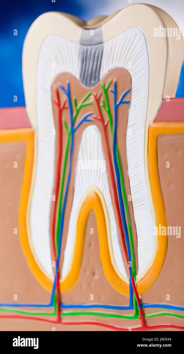 health, teeth, dentist, human, human being, tooth, dental, jagged ...