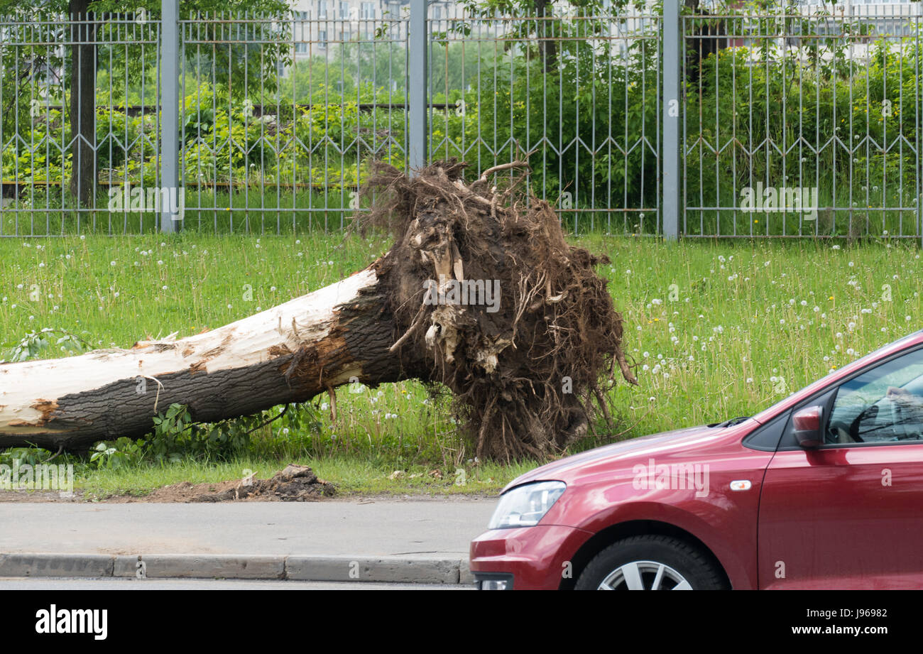 Tornado forest hi-res stock photography and images - Alamy