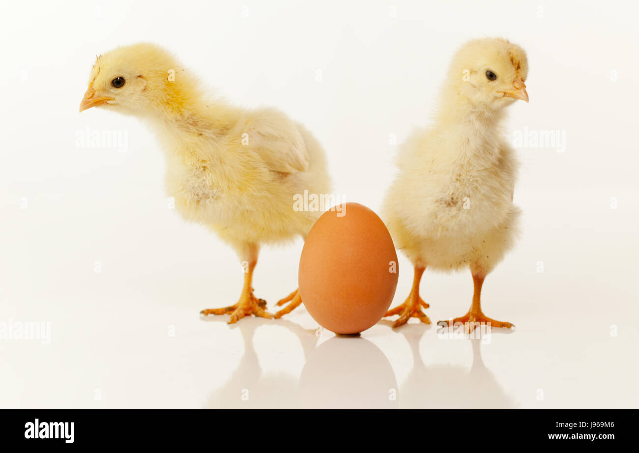 single, closeup, animal, bird, animals, shell, soft, small, tiny ...