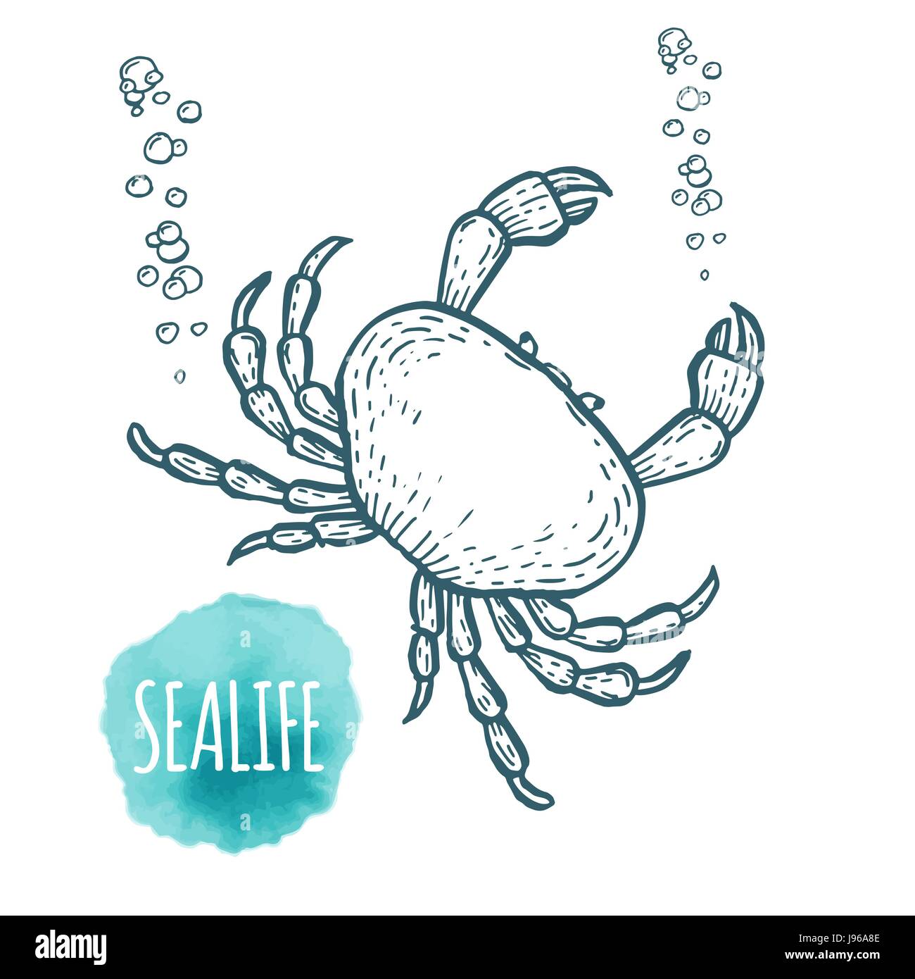 Crab drawing on white background. Hand drawn outline seafood ...