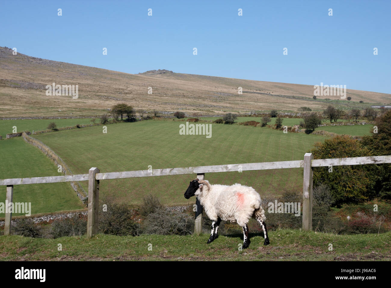 mountains, animal, field, sheep, farm, landscape, scenery, countryside ...