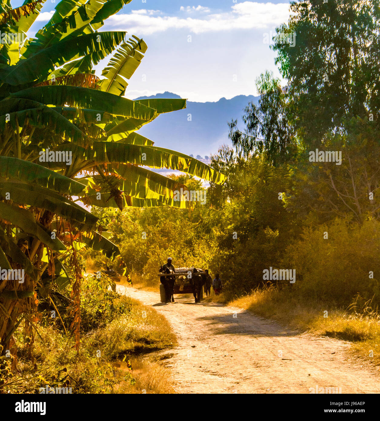 Ox cart with maize hi-res stock photography and images - Alamy
