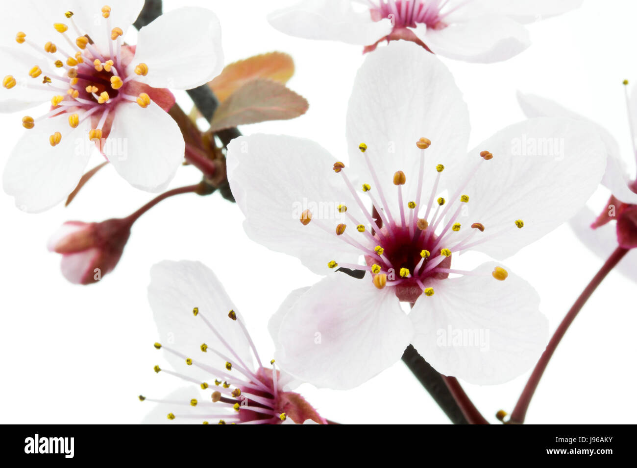 flowering of blutpflaume (prunus cerasifera nigra Stock Photo - Alamy