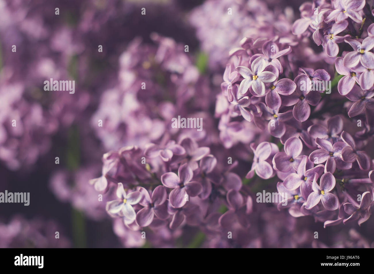 Flowering branches of lilac. Close-up Stock Photo - Alamy