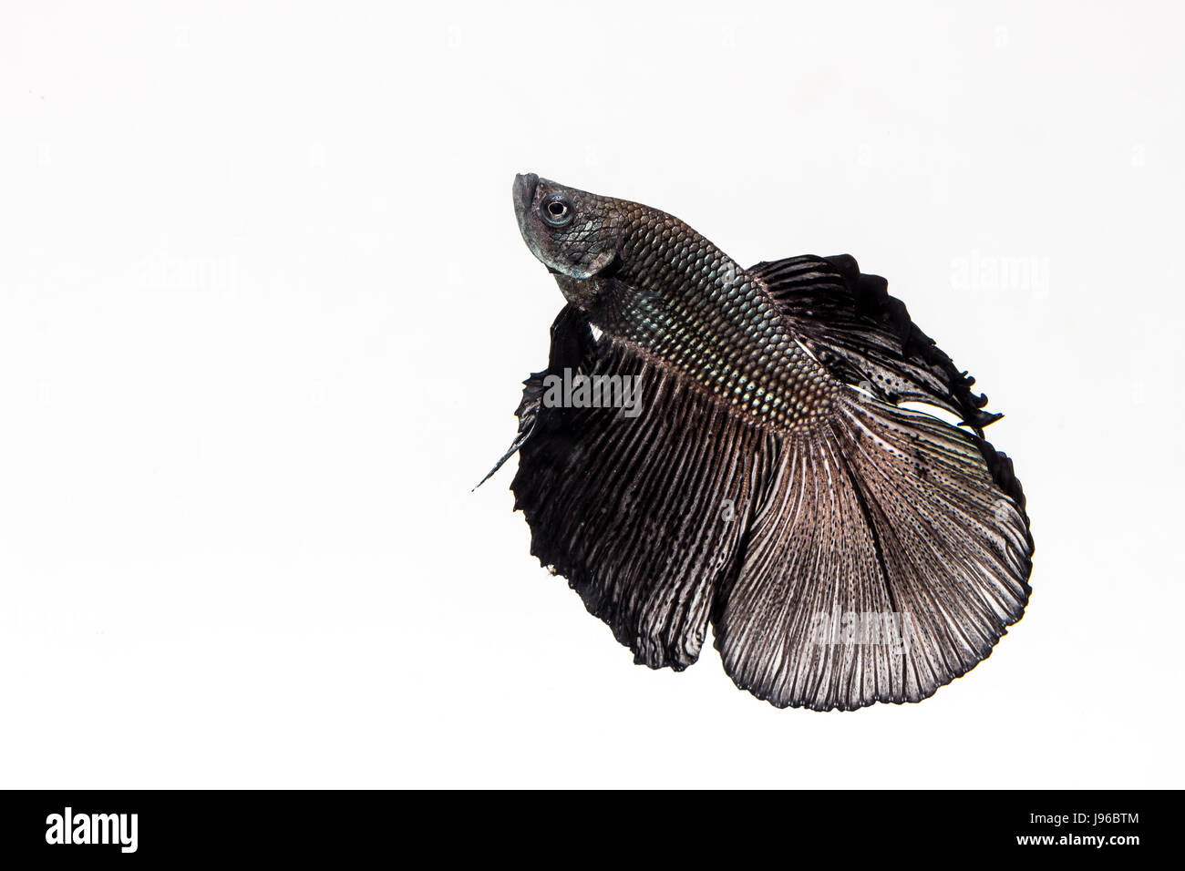 Betta, Siamese Fighting Fish on white background Stock Photo - Alamy