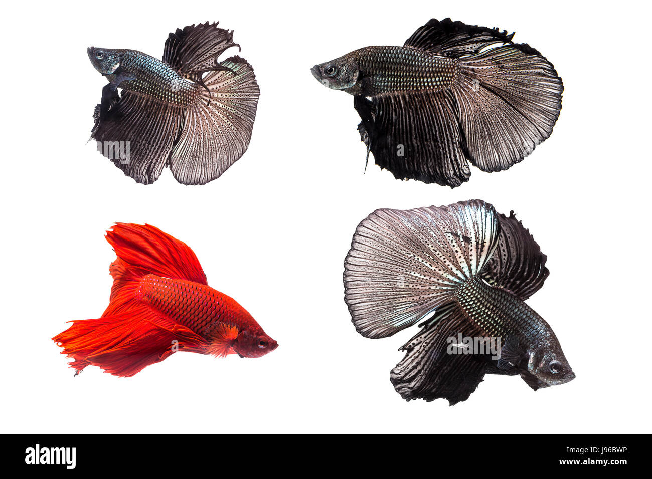 Betta, Siamese Fighting Fish on white background Stock Photo - Alamy