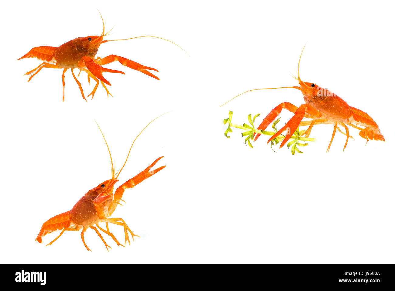 The Orange Mexican Crayfish on white background Stock Photo - Alamy