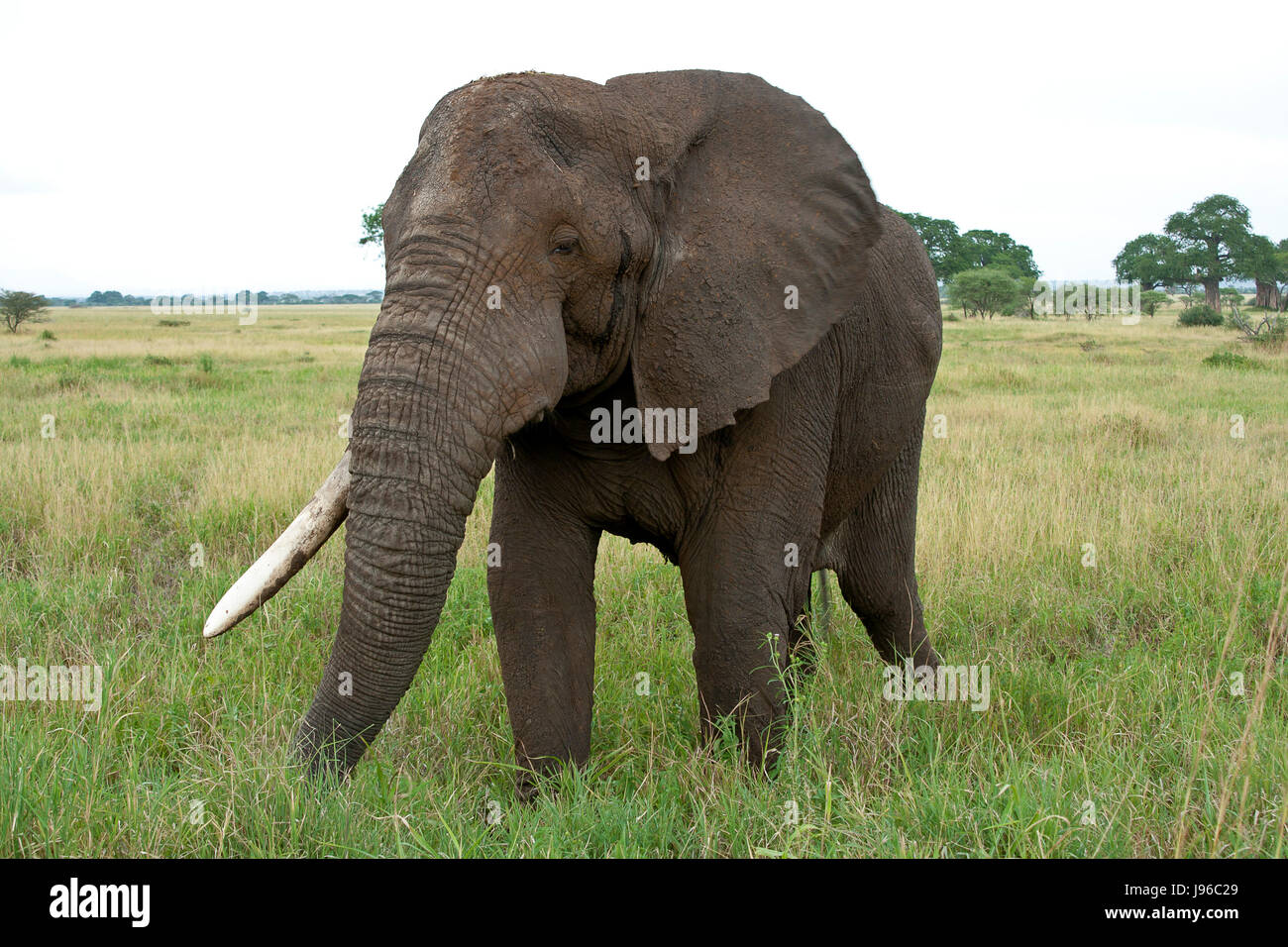 Elephant ears stalk hi-res stock photography and images - Alamy