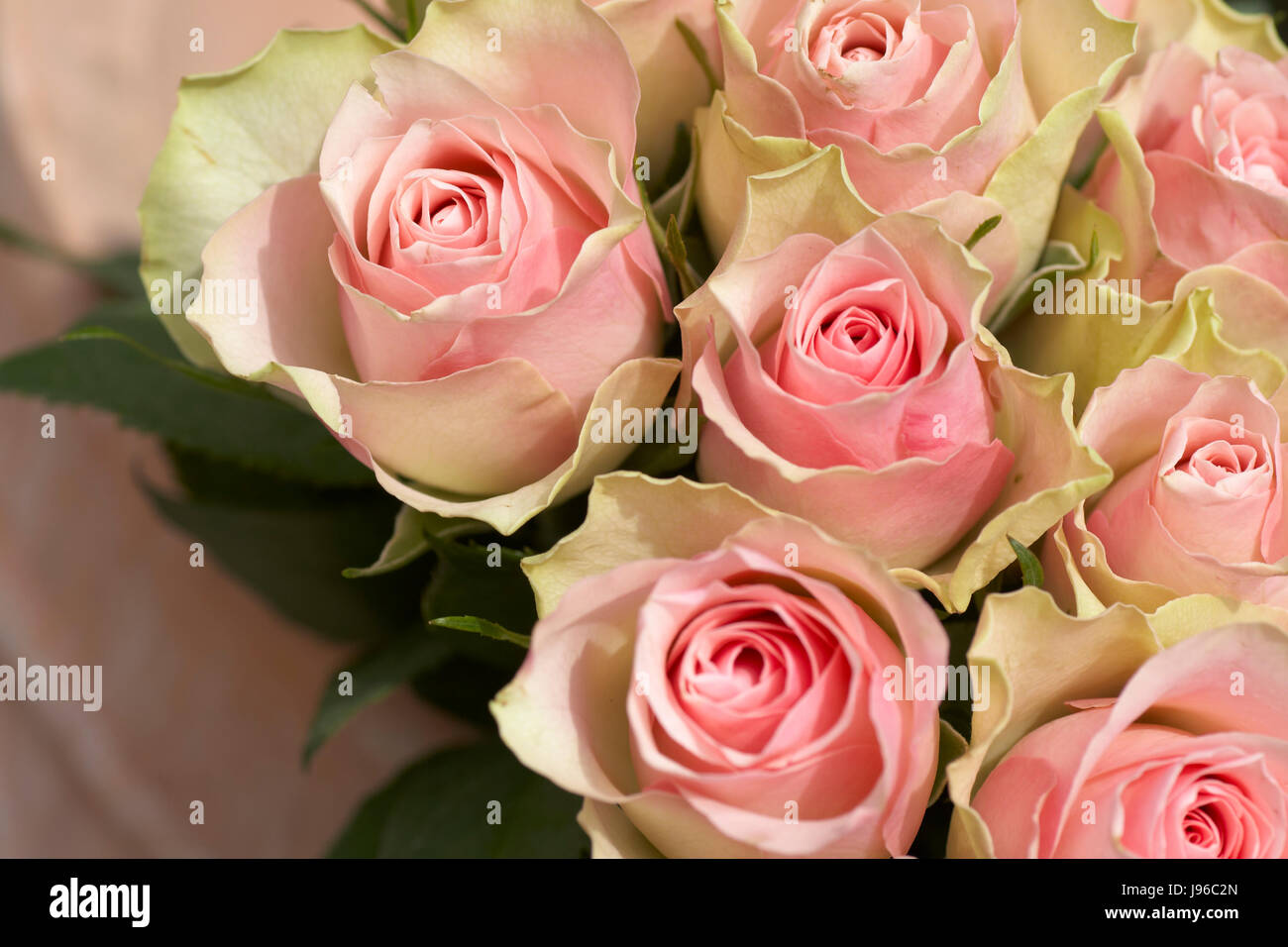 Terra cotta roses hi-res stock photography and images - Alamy