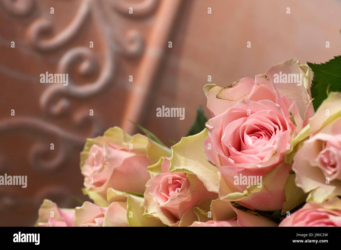 Terra cotta roses hi-res stock photography and images - Alamy