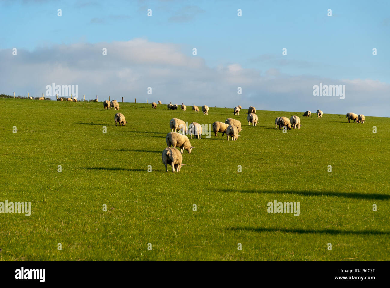 sheep, farm, landscape, scenery, countryside, nature, meadow, grass ...