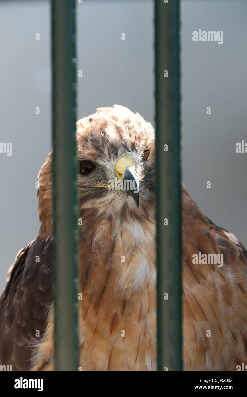 bird, hunter, raptor, birds of prey, predator, captivity, prison, hawk ...