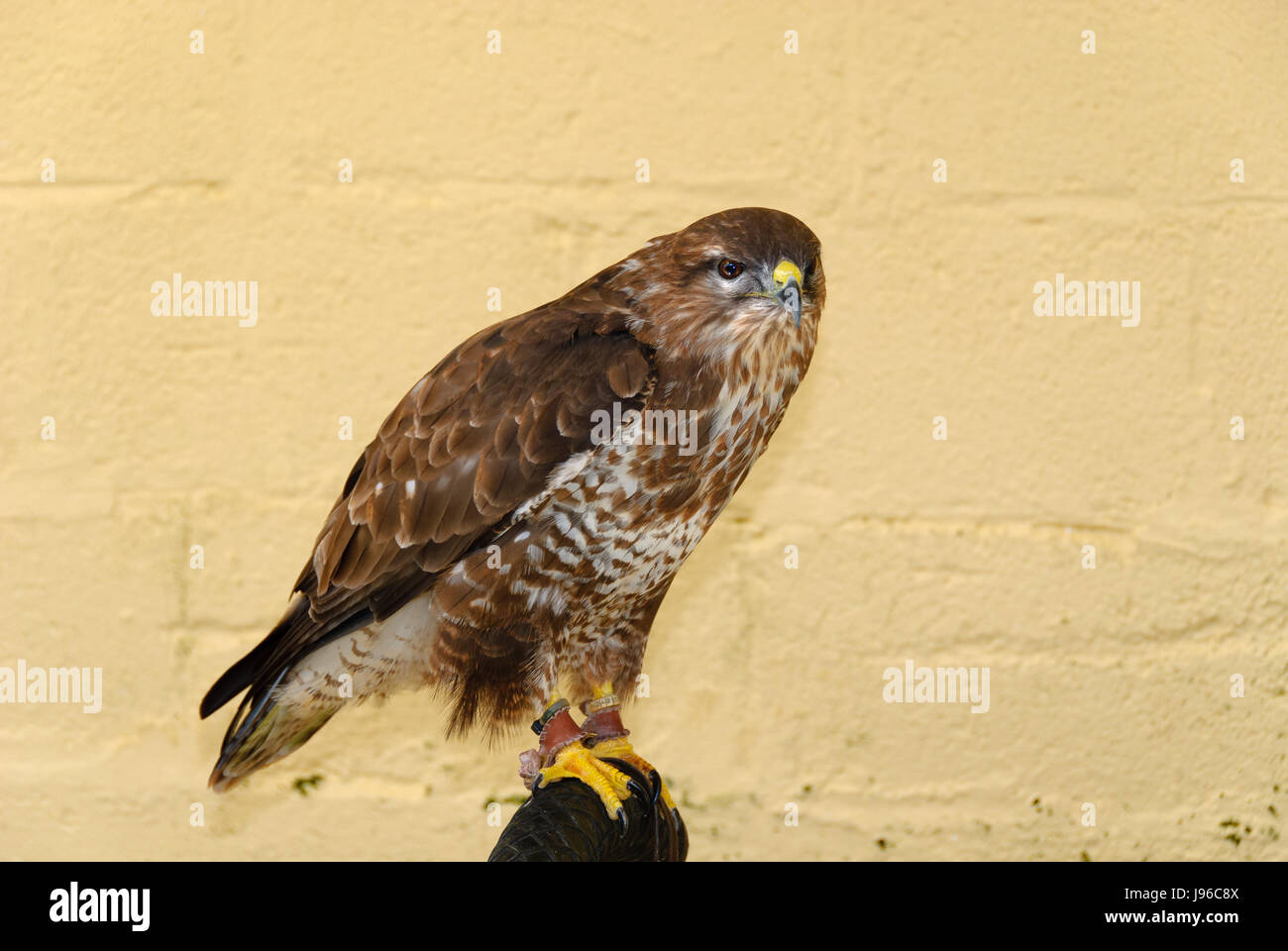 bird, hunter, raptor, birds of prey, predator, captivity, prison, hawk ...