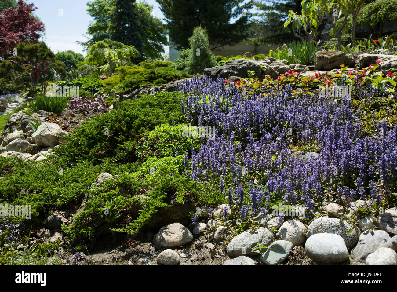 Rock garden shrubs hi-res stock photography and images - Alamy