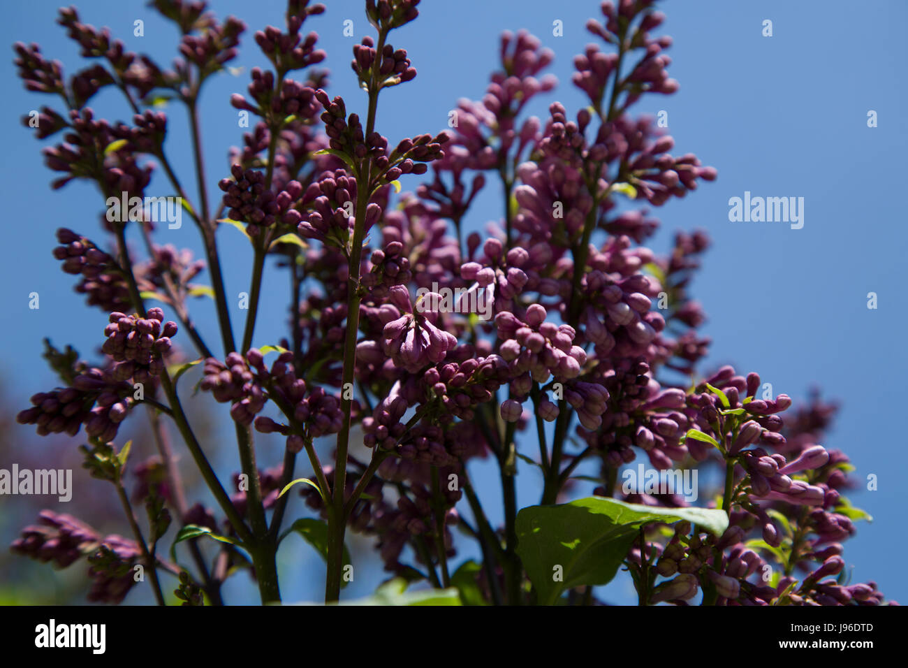 Lilac Tree Garden High Resolution Stock Photography and Images - Alamy