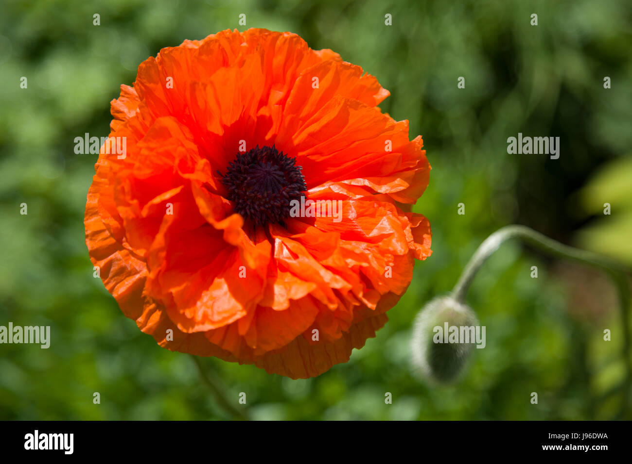 Single poppy flower growing in a garden Stock Photo - Alamy