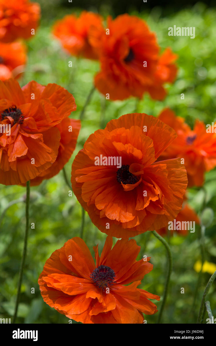 Group poppies in garden spring hi-res stock photography and images - Alamy